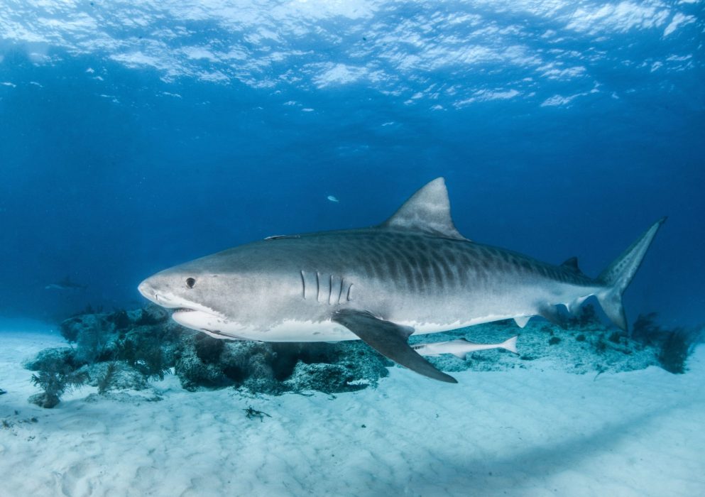 Dangerous Animals in Hawaii